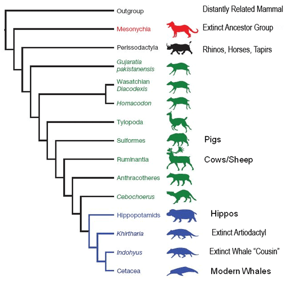 Evidences for Evolution: The Whales’ Tale - Article - BioLogos