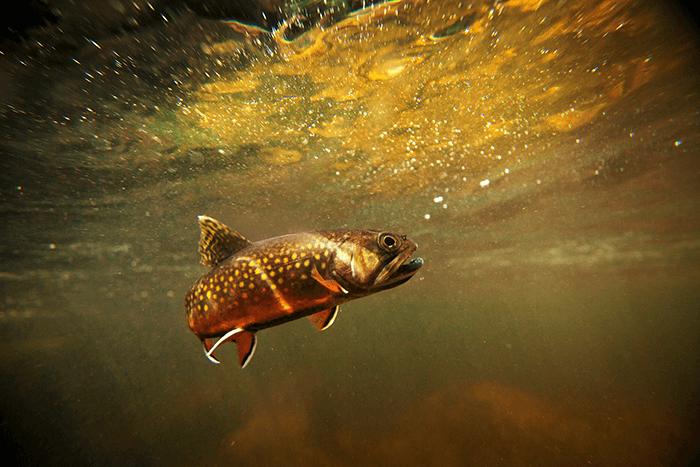 Five Amazing Creatures in God's Creation - Article - BioLogos