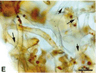 "Soft Tissue" in Dinosaur Bones: What Does the Evidence Really Say ...