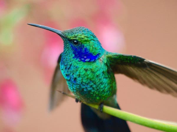 Five Amazing Creatures in God's Creation - Article - BioLogos
