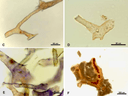 "Soft Tissue" in Dinosaur Bones: What Does the Evidence Really Say ...