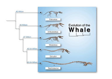 Evidences for Evolution: The Whales’ Tale - Article - BioLogos