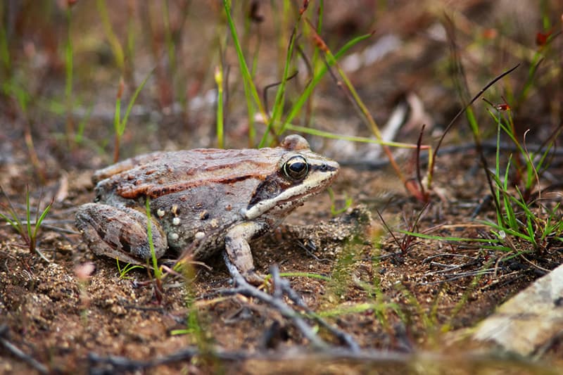 Five Amazing Creatures in God's Creation - Article - BioLogos