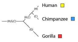 Incomplete Lineage Sorting - Article - BioLogos