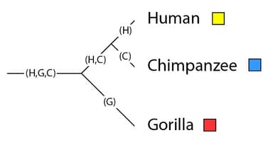 Incomplete Lineage Sorting - BioLogos