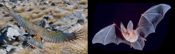Homoplasy and Convergent Evolution - BioLogos