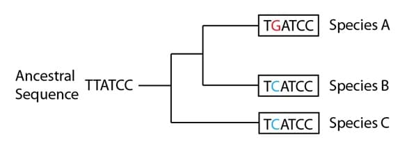 Homoplasy and Convergent Evolution - BioLogos