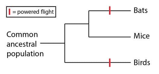 Homoplasy and Convergent Evolution - Article - BioLogos