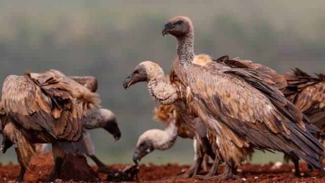 What is Evolutionary Creation? - BioLogos