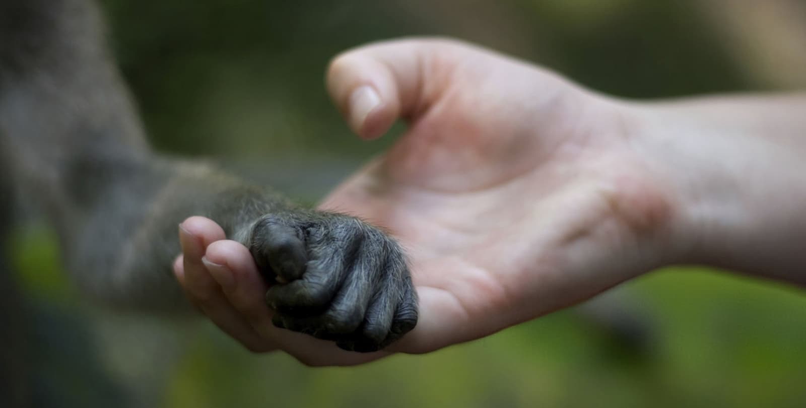 Are Humans Just Animals? Scripture, Science, and Identity - Article ...