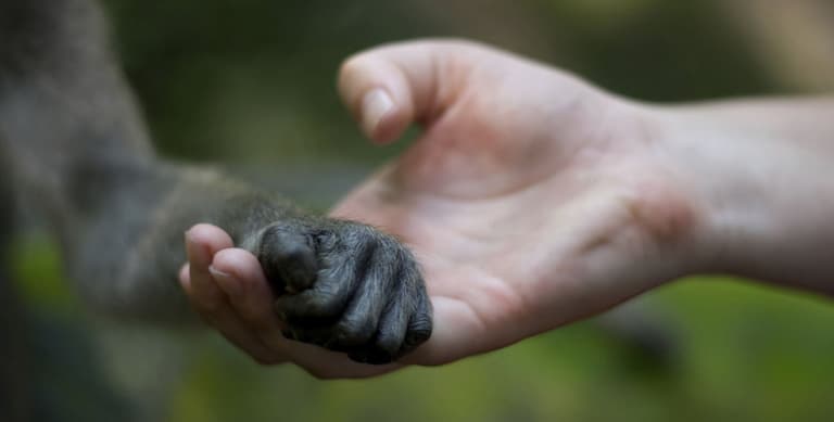Are Humans Just Animals? Scripture, Science, and Identity - Article ...